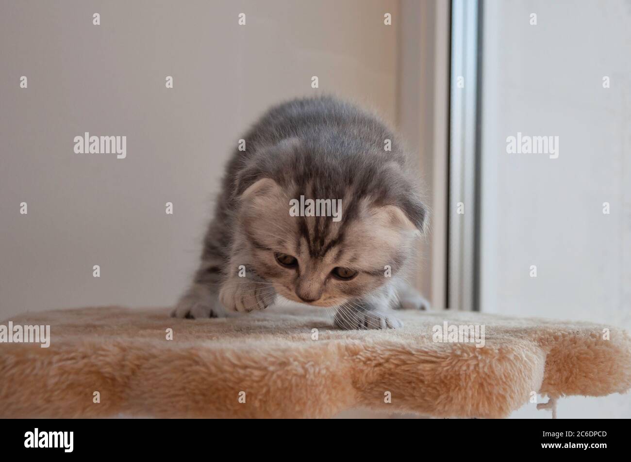 Domestic cat paw over eyes hi-res stock photography and images - Alamy