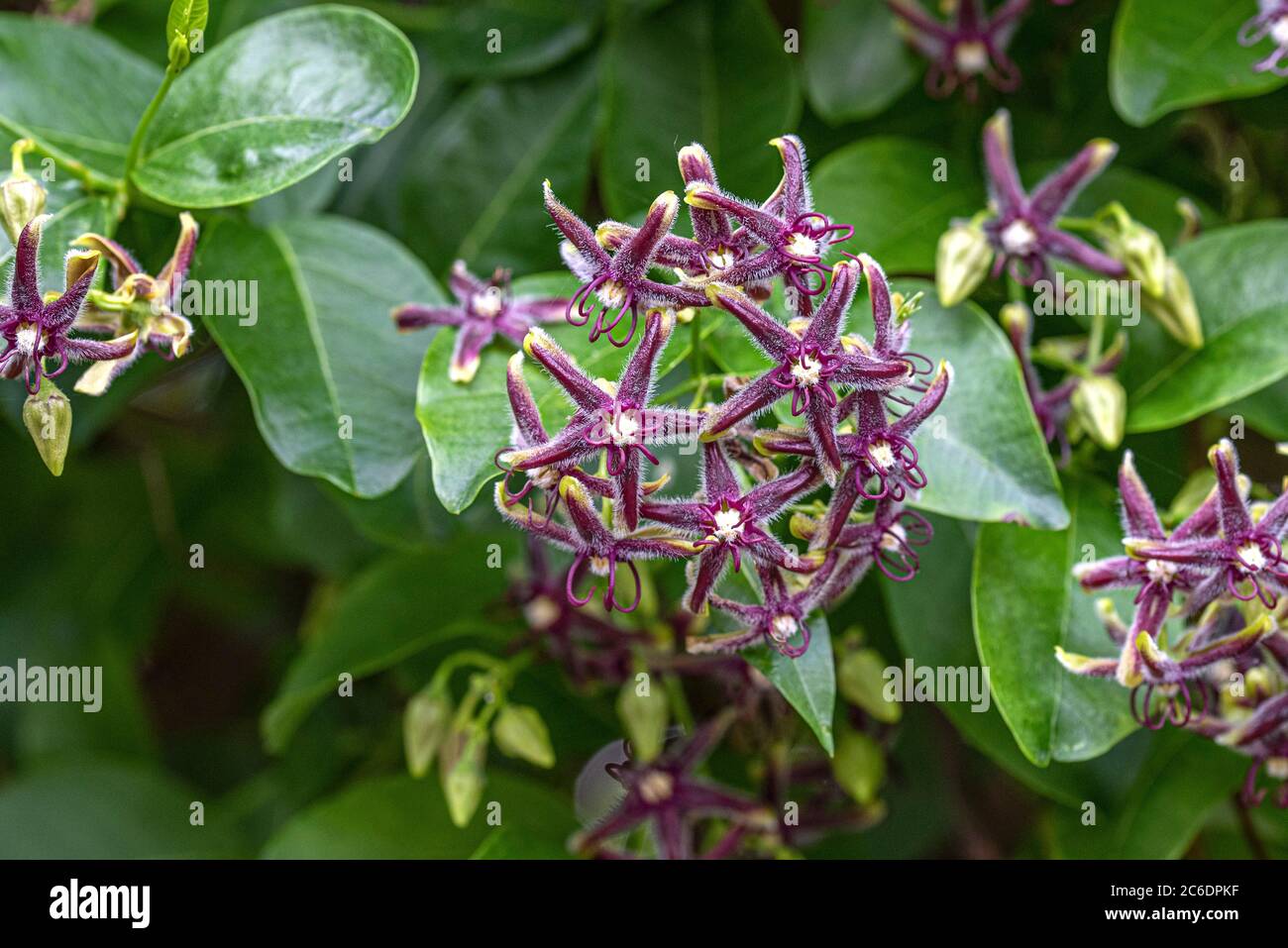 Periploca hi-res stock photography and images - Alamy
