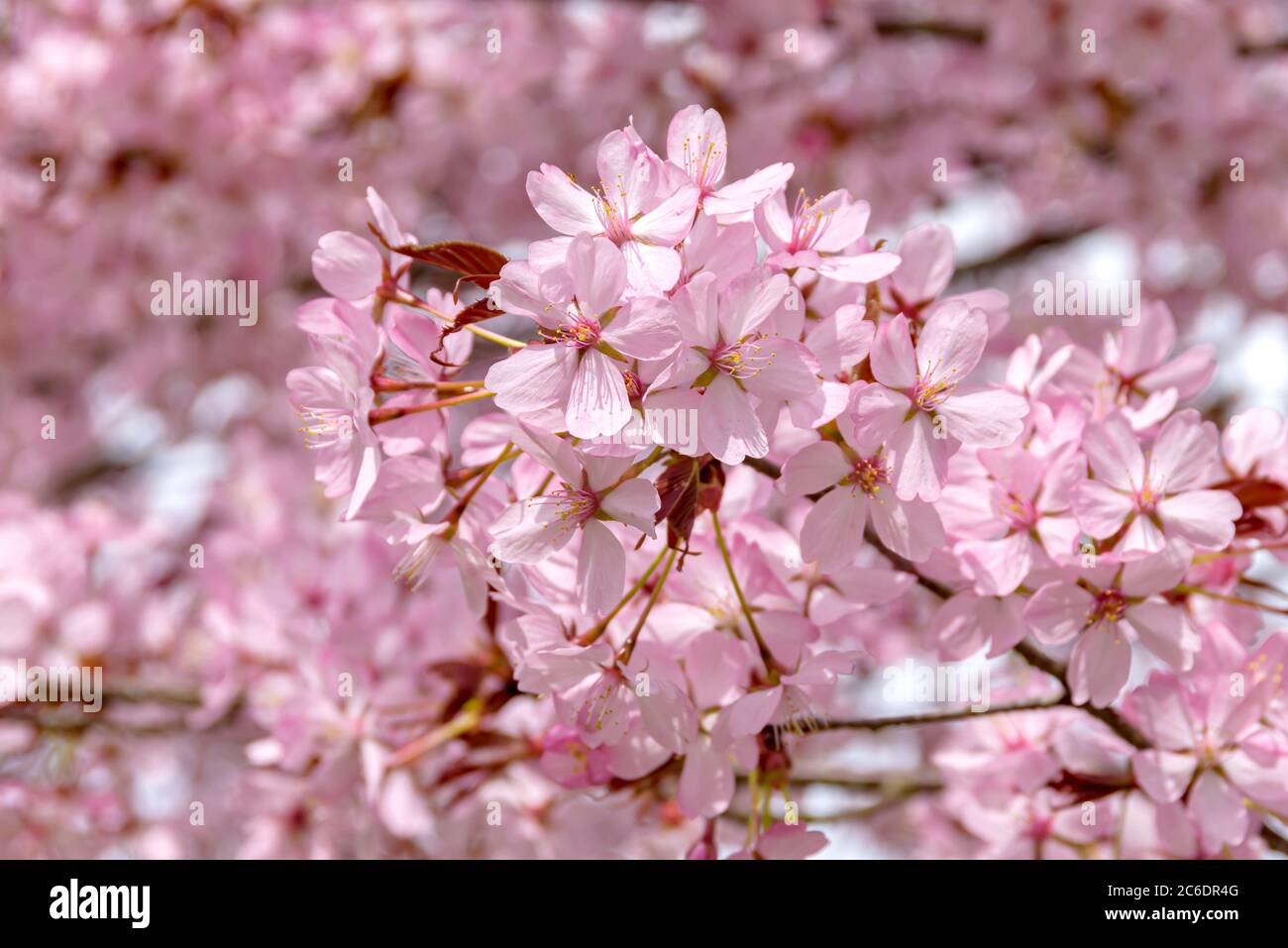 Berg-Kirsche, Prunus sargentii, Mountain Cherry, Prunus sargentii Stock ...