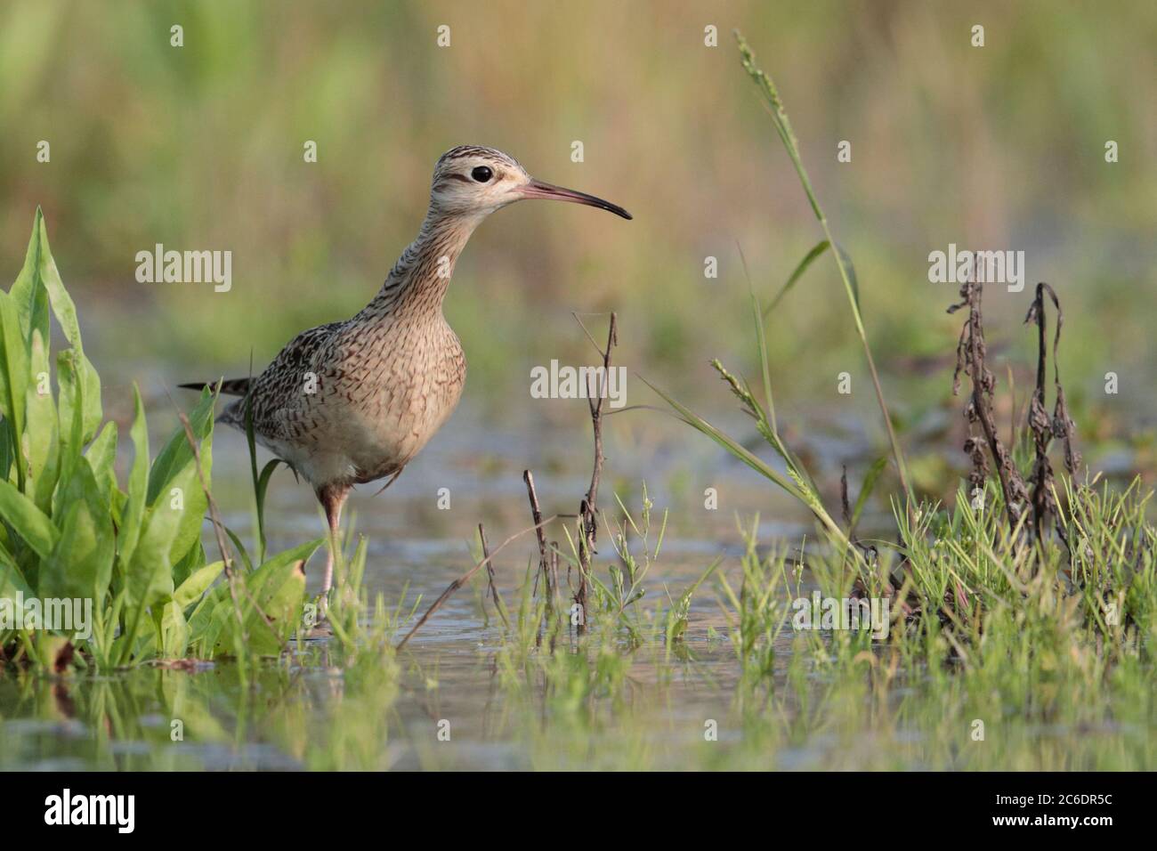 Little curlew numenius minutus hi-res stock photography and images - Alamy