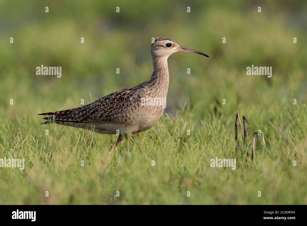 Little Curlew (Numenius minutus), single bird, feeding in fallow paddy ...