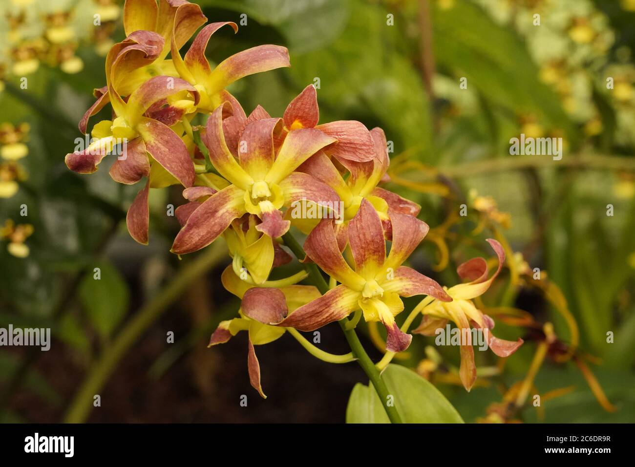 Beautiful delicate orchids in full bloom, Hervey Bay, Queensland ...