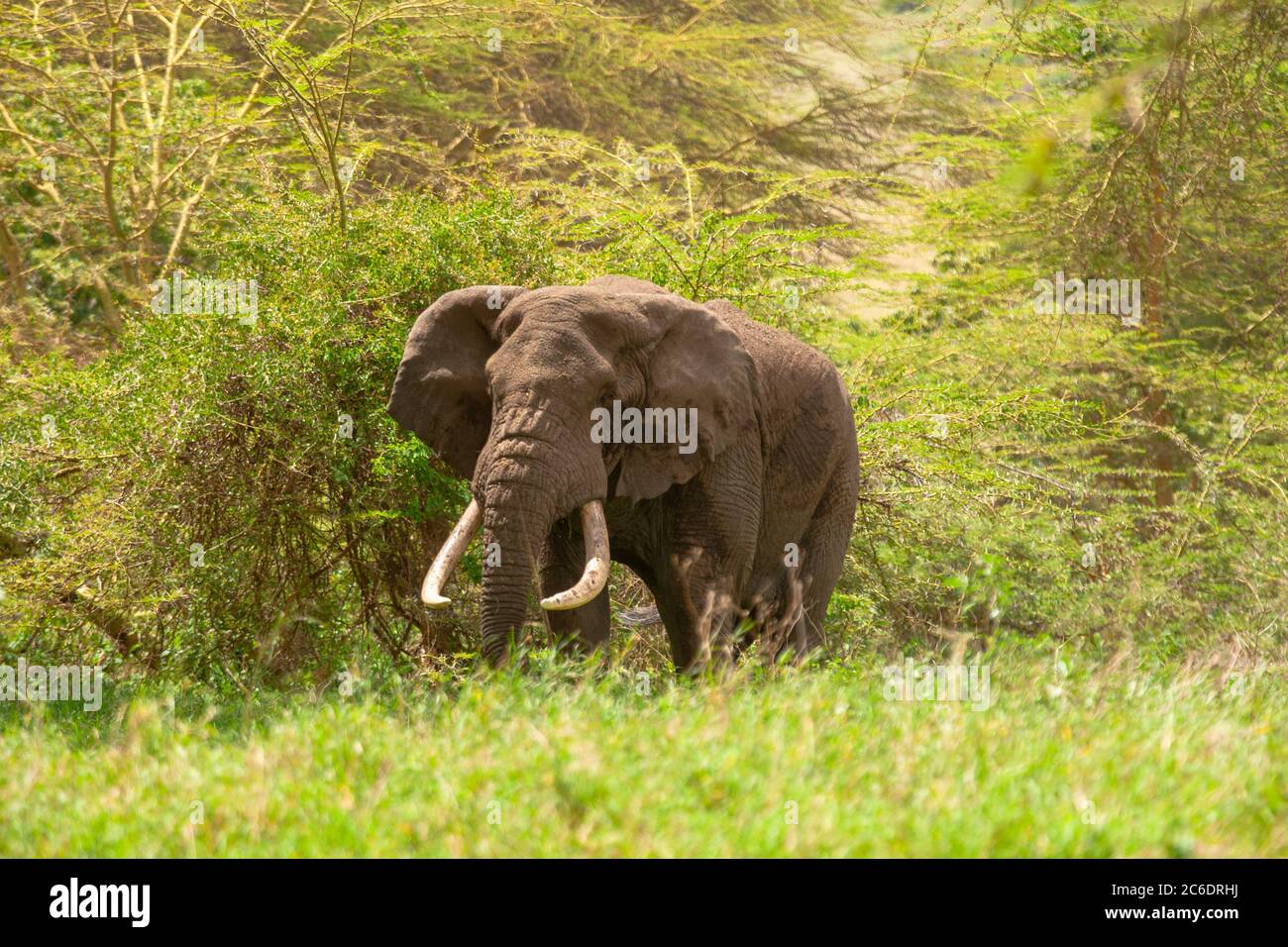 Single adult elephant hi-res stock photography and images - Alamy