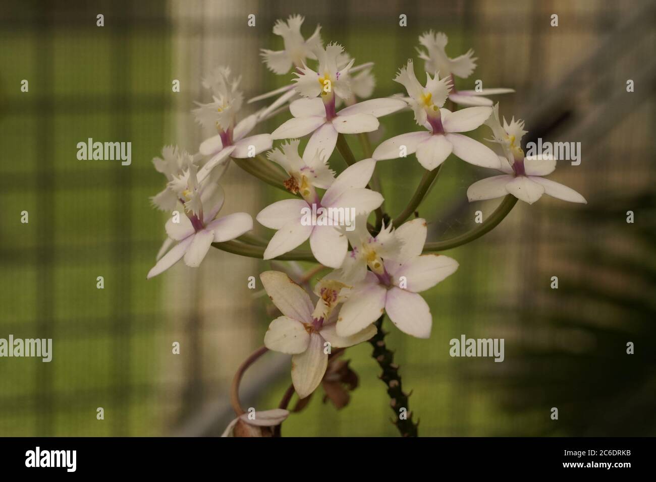 Beautiful delicate orchids in full bloom, Hervey Bay, Queensland ...