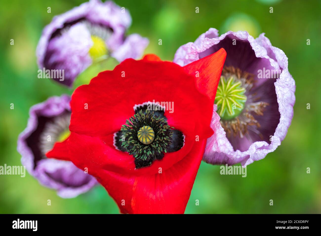 Three purple poppies hi-res stock photography and images - Alamy