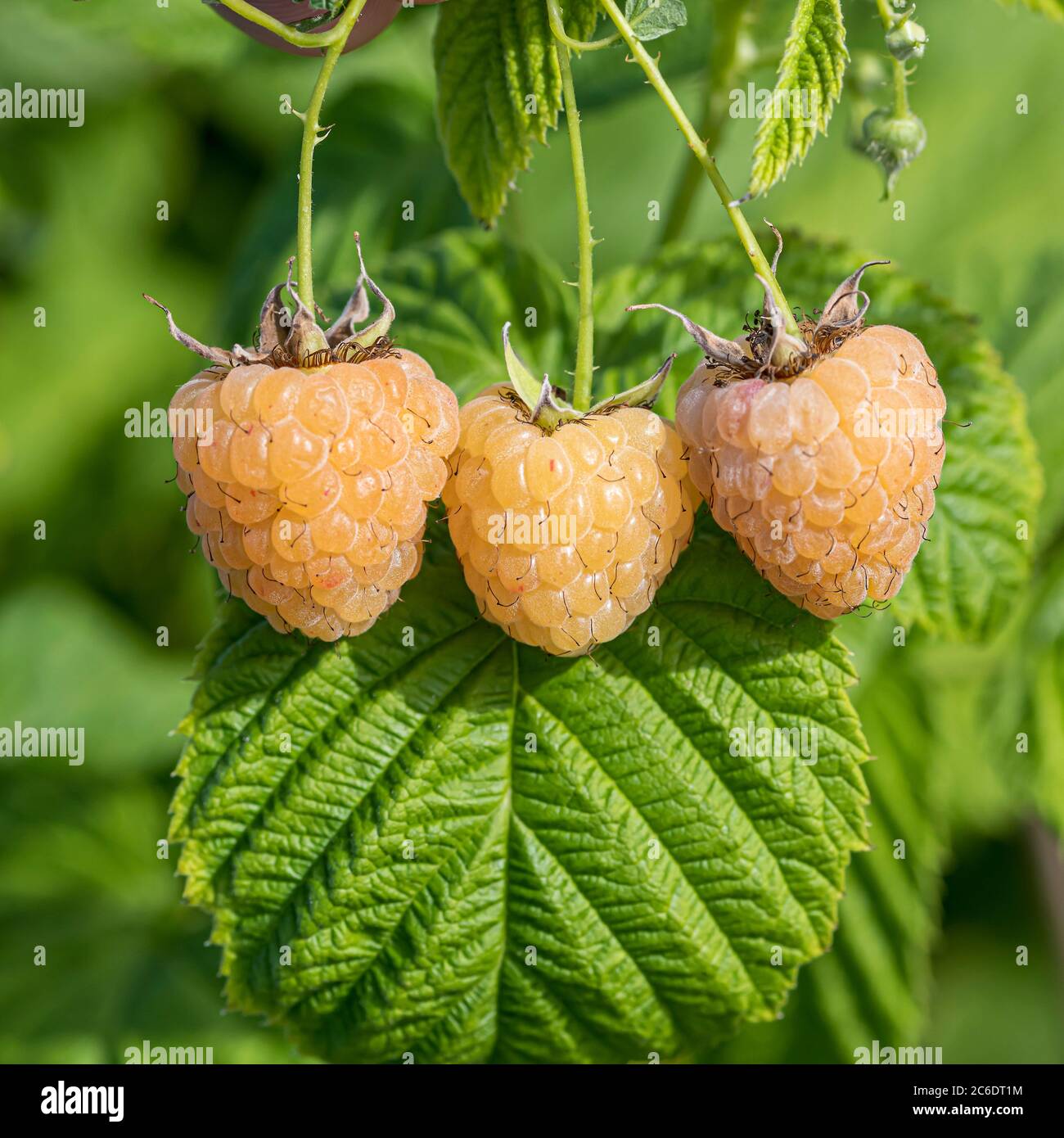 Rubus idaeus yellow sugana twotimer hi-res stock photography and images ...