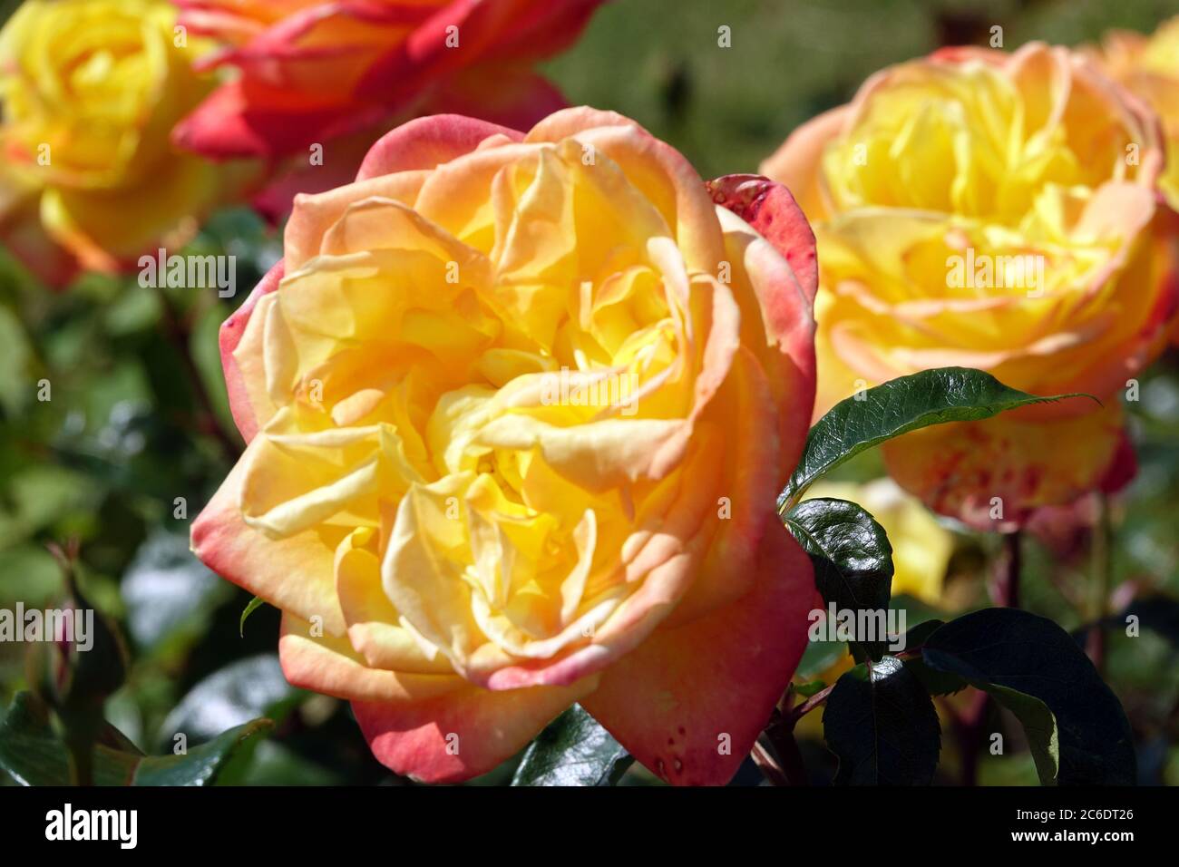 Large Garden Beds Roses High Resolution Stock Photography and Images ...