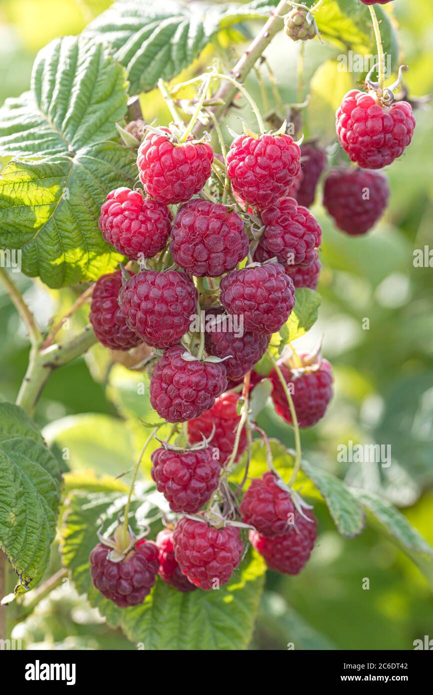 Rubus idaeus sugana twotimer hi-res stock photography and images - Alamy
