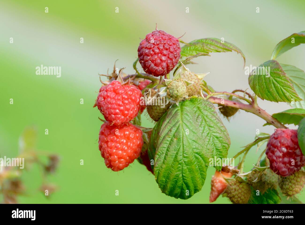 Raspberry queen hi-res stock photography and images - Alamy