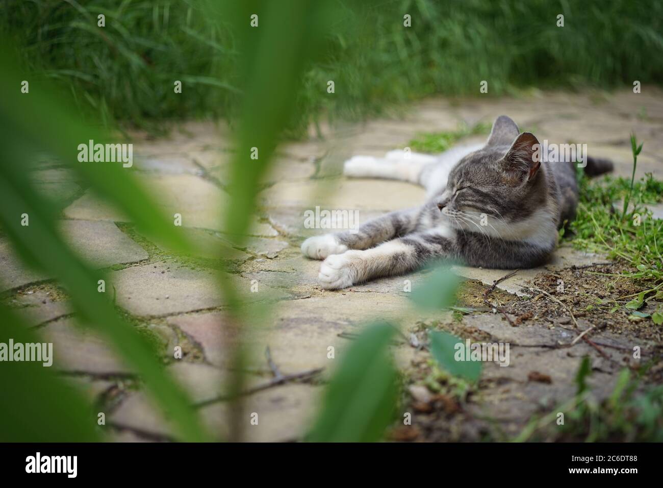 Lovely ash calico kitty resting in summer garden near green grass Stock ...