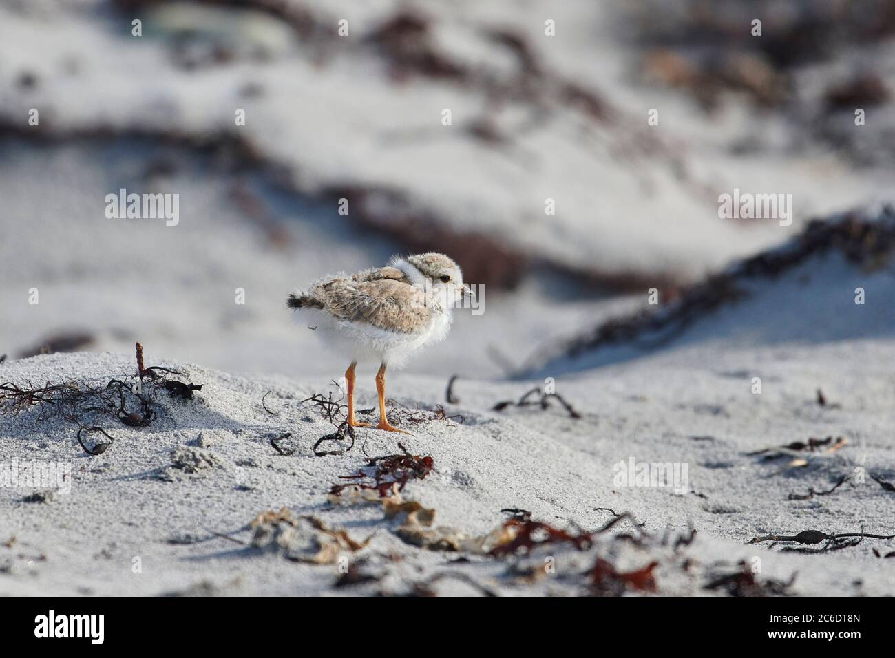 Piping plover chick hi-res stock photography and images - Alamy
