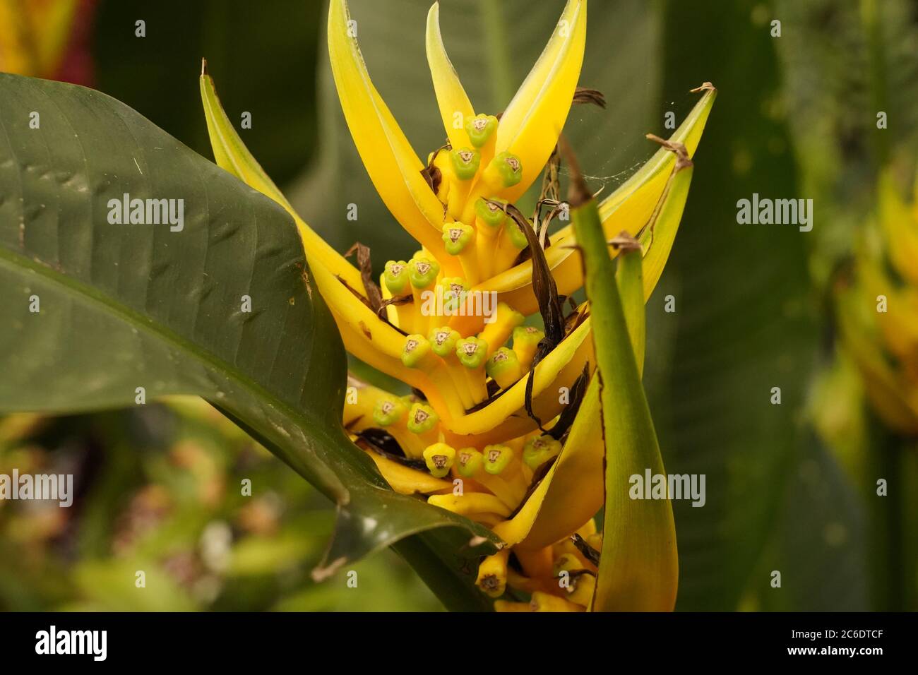 Beautiful delicate orchids in full bloom, Hervey Bay, Queensland ...