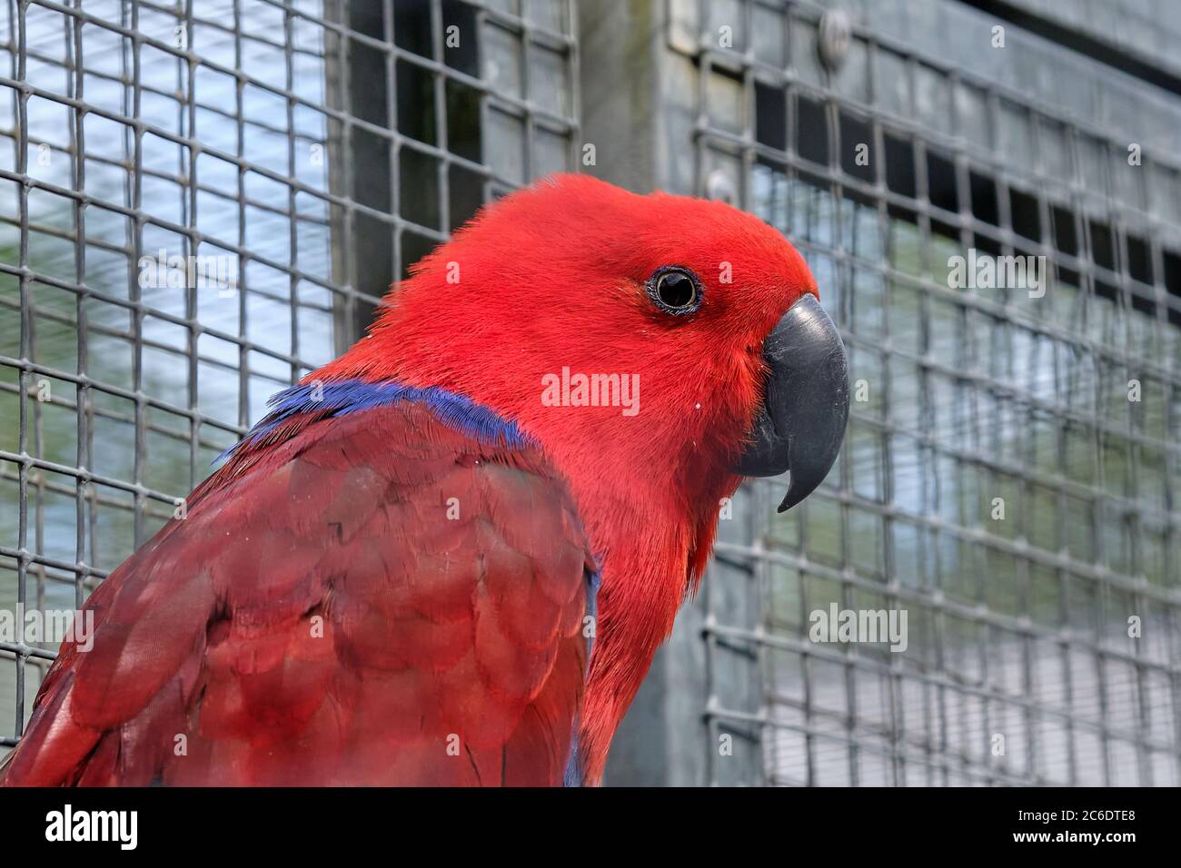A red noble parrot in side view, sits on a branch Stock Photo - Alamy