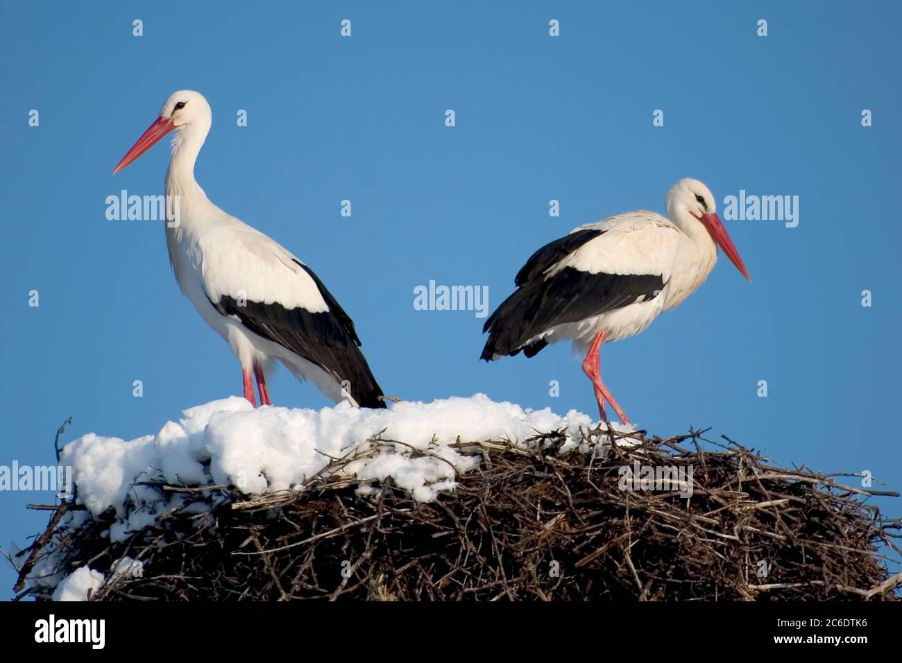 White Stork in nest, Ciconia ciconia, Guadarrama National Park, Segovia ...