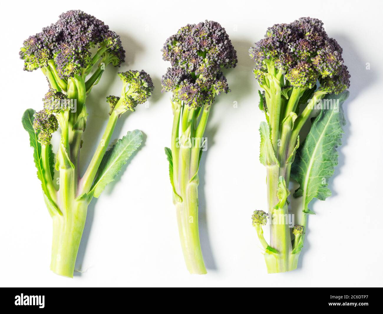 Three stalks of purple spouting broccoli isolated on a white background ...