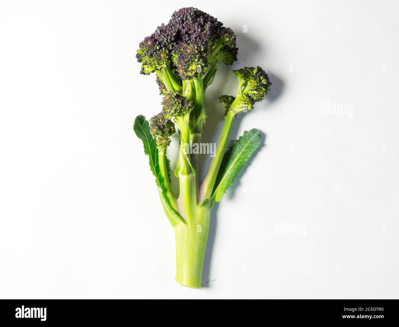 One stalk of purple spouting broccoli isolated on a white background ...