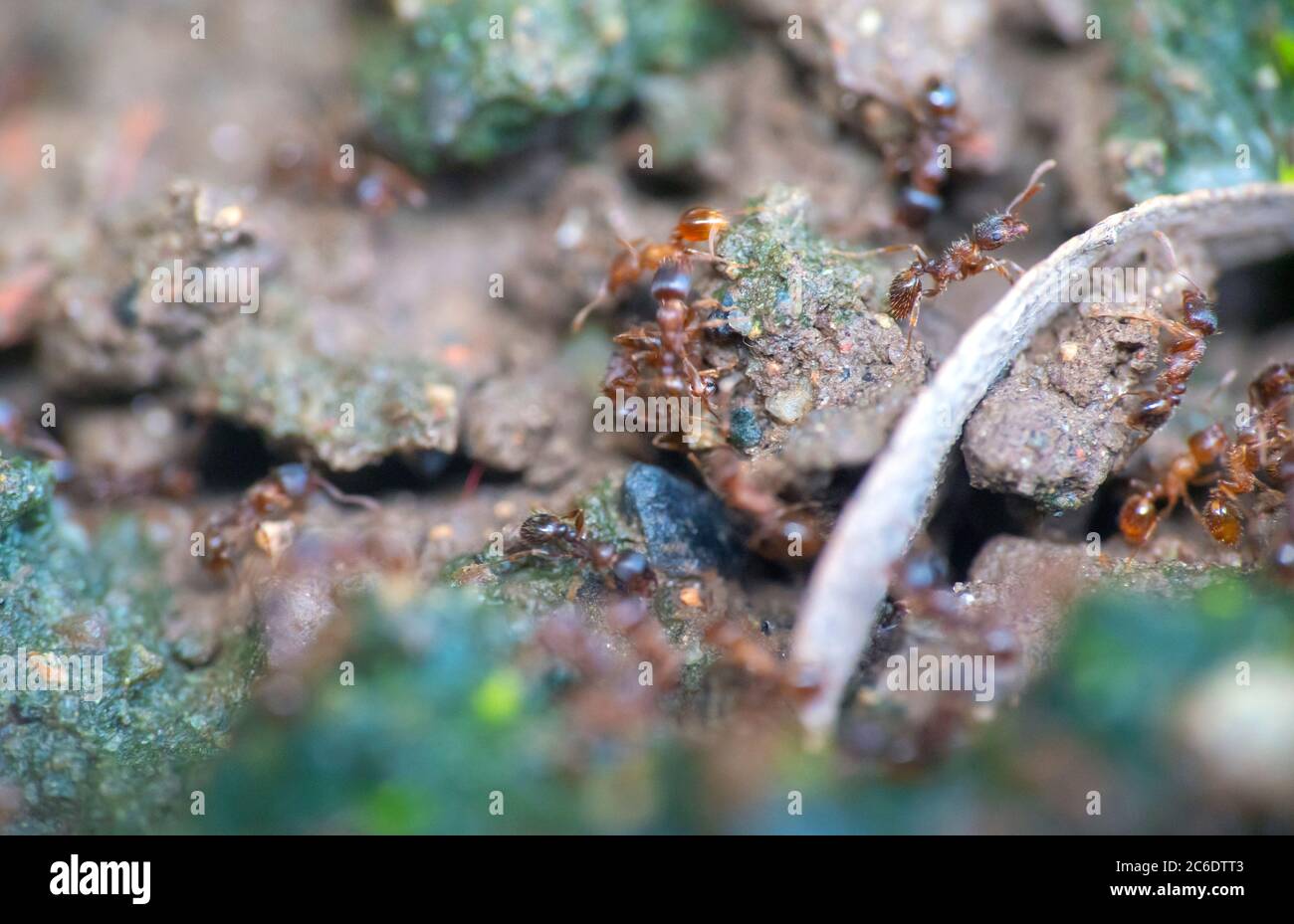 Group of ants on the ground close up Stock Photo - Alamy
