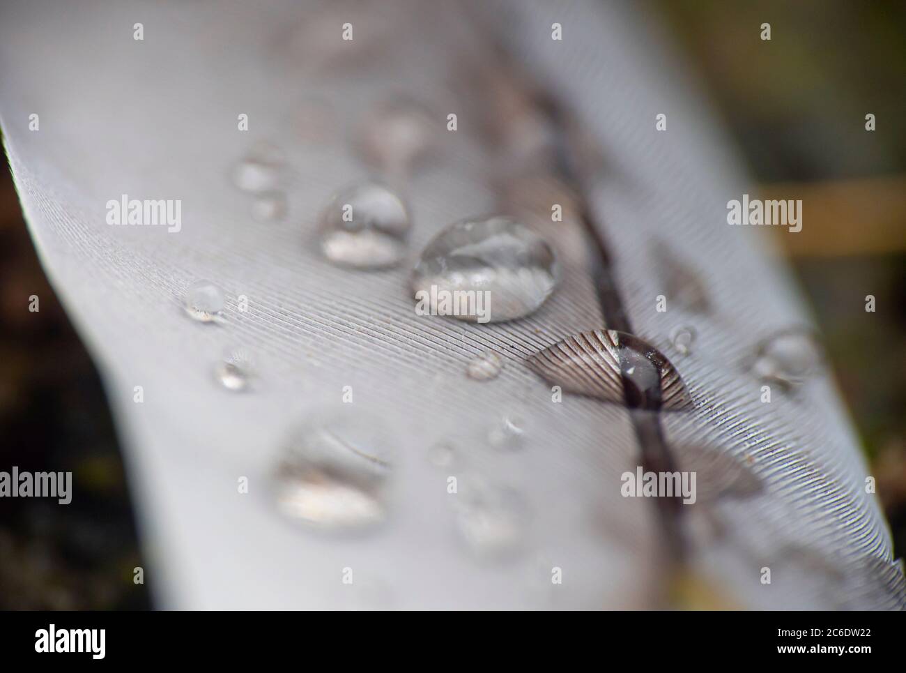 Wet feathering hi-res stock photography and images - Alamy