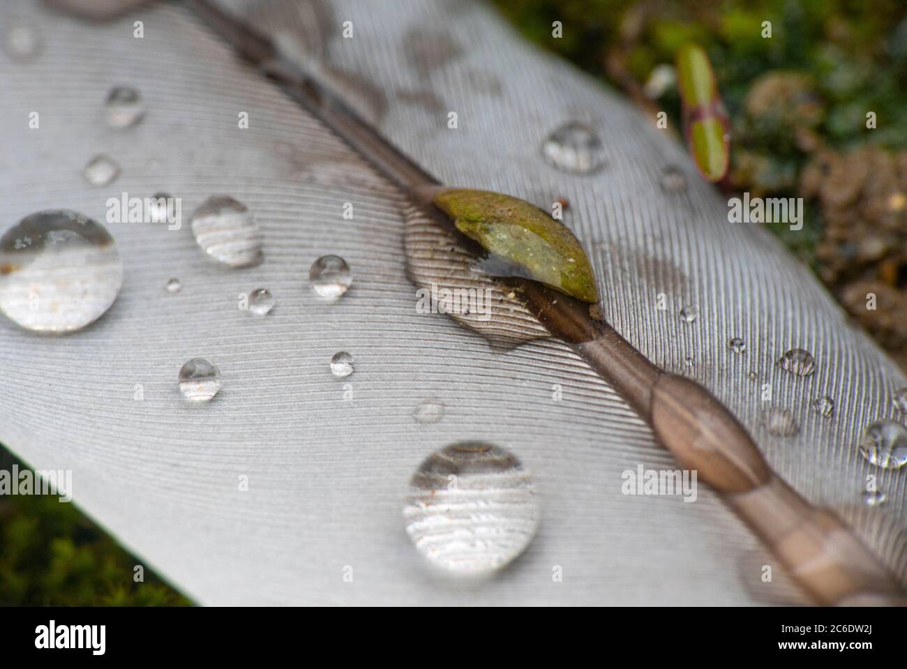 rain drop in feather close up macro Stock Photo - Alamy