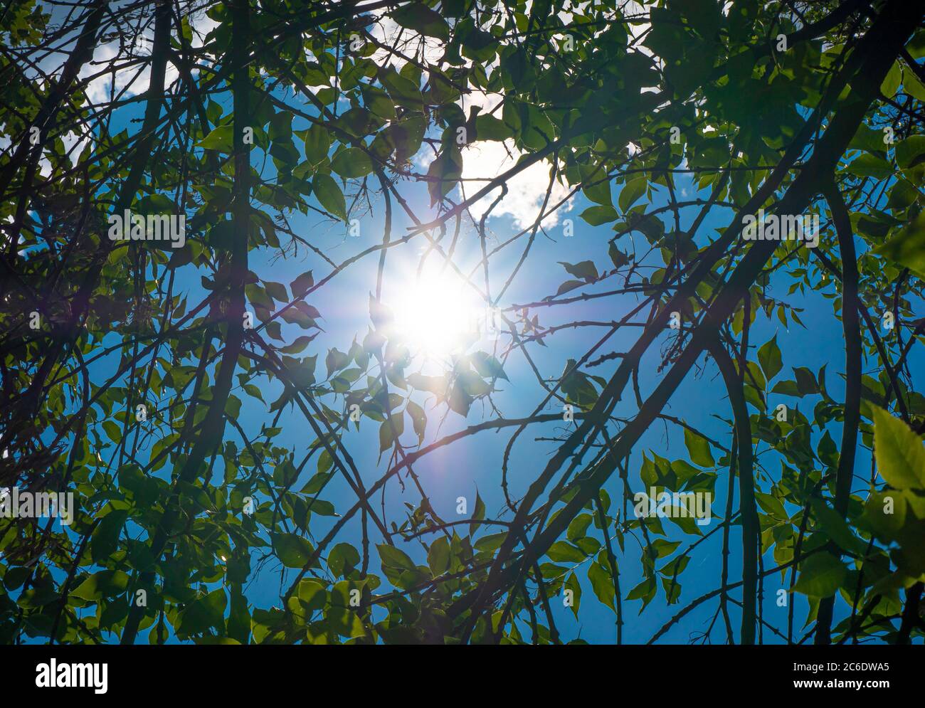 the sun's rays pass through trees, blue sky Stock Photo - Alamy
