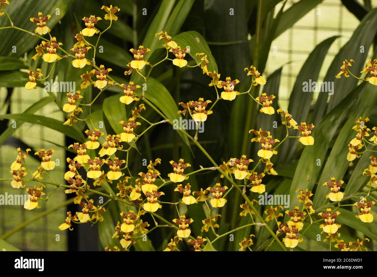 Yellow dancing lady orchid hi-res stock photography and images - Alamy