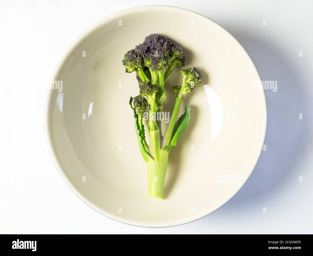 One stalk of purple spouting broccoli in a dish centred on a white ...