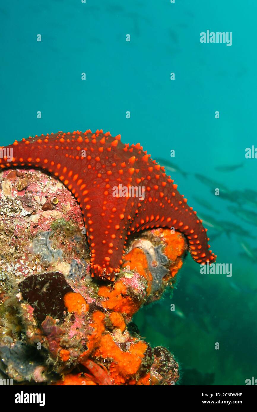 Starfish galapagos islands hi-res stock photography and images - Alamy