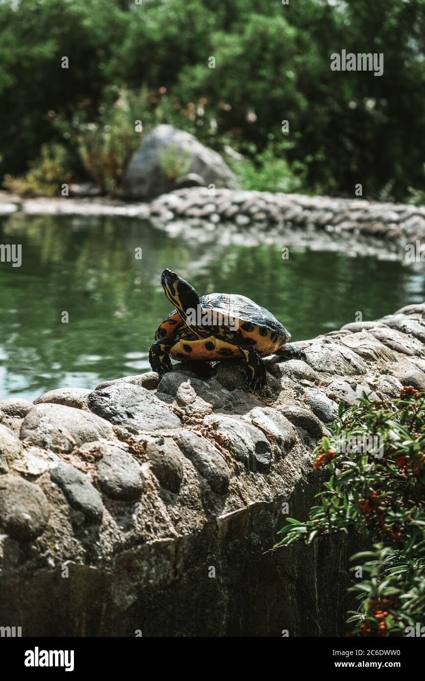 Angry turtle hi-res stock photography and images - Alamy