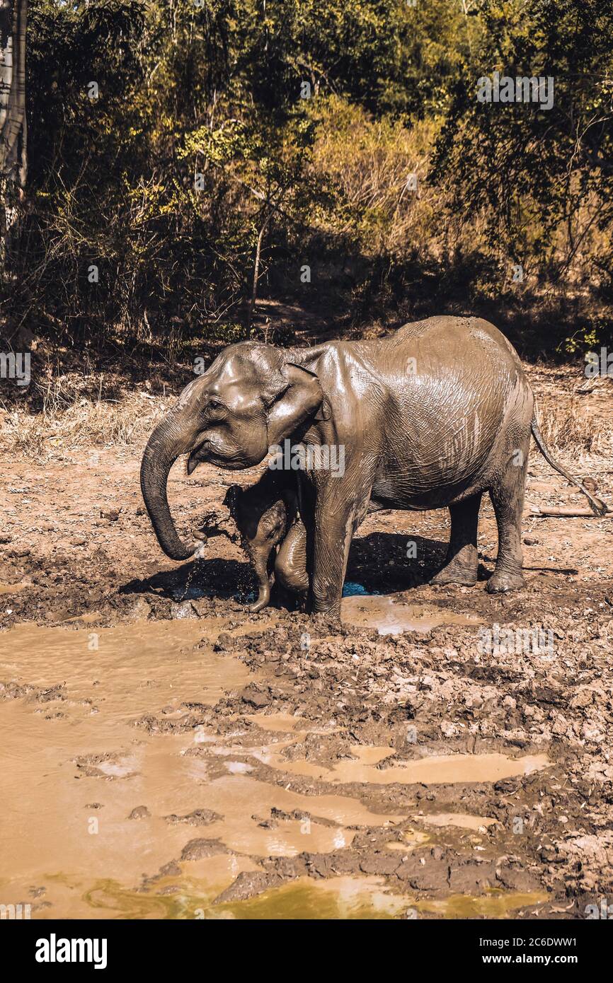 Baby elephant with mom hi-res stock photography and images - Alamy