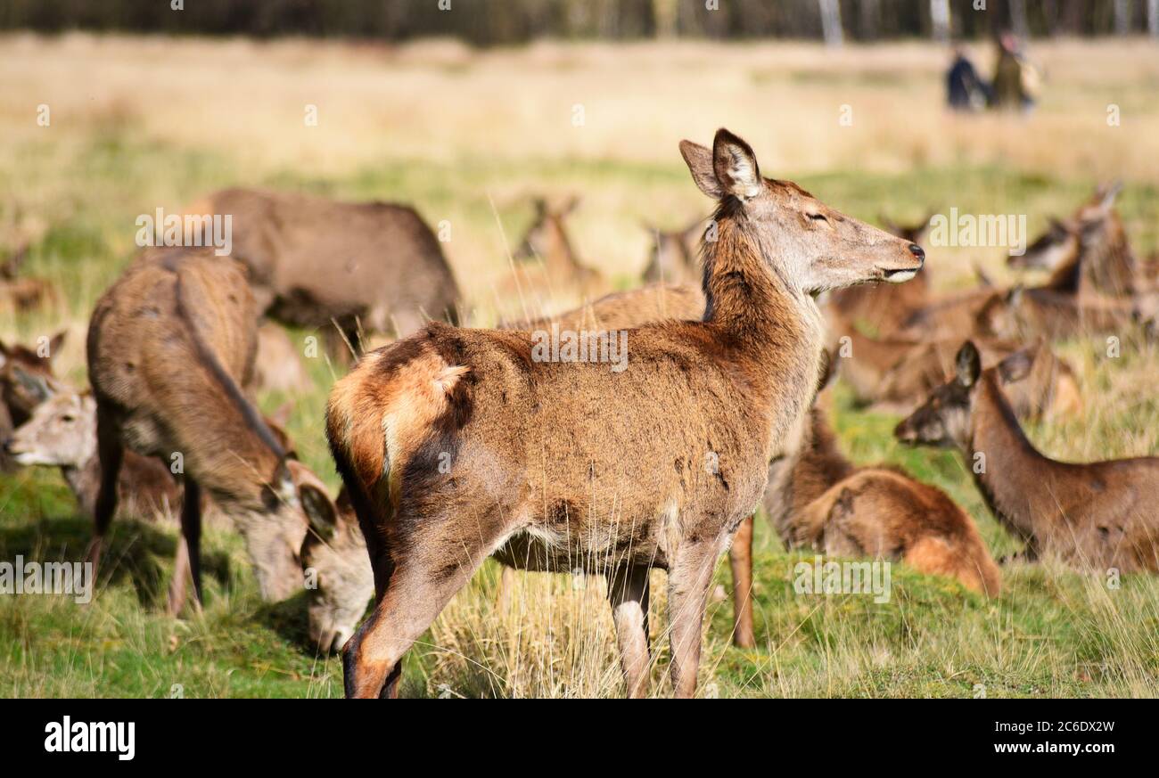 wild deer grazing in the grasslands Stock Photo - Alamy
