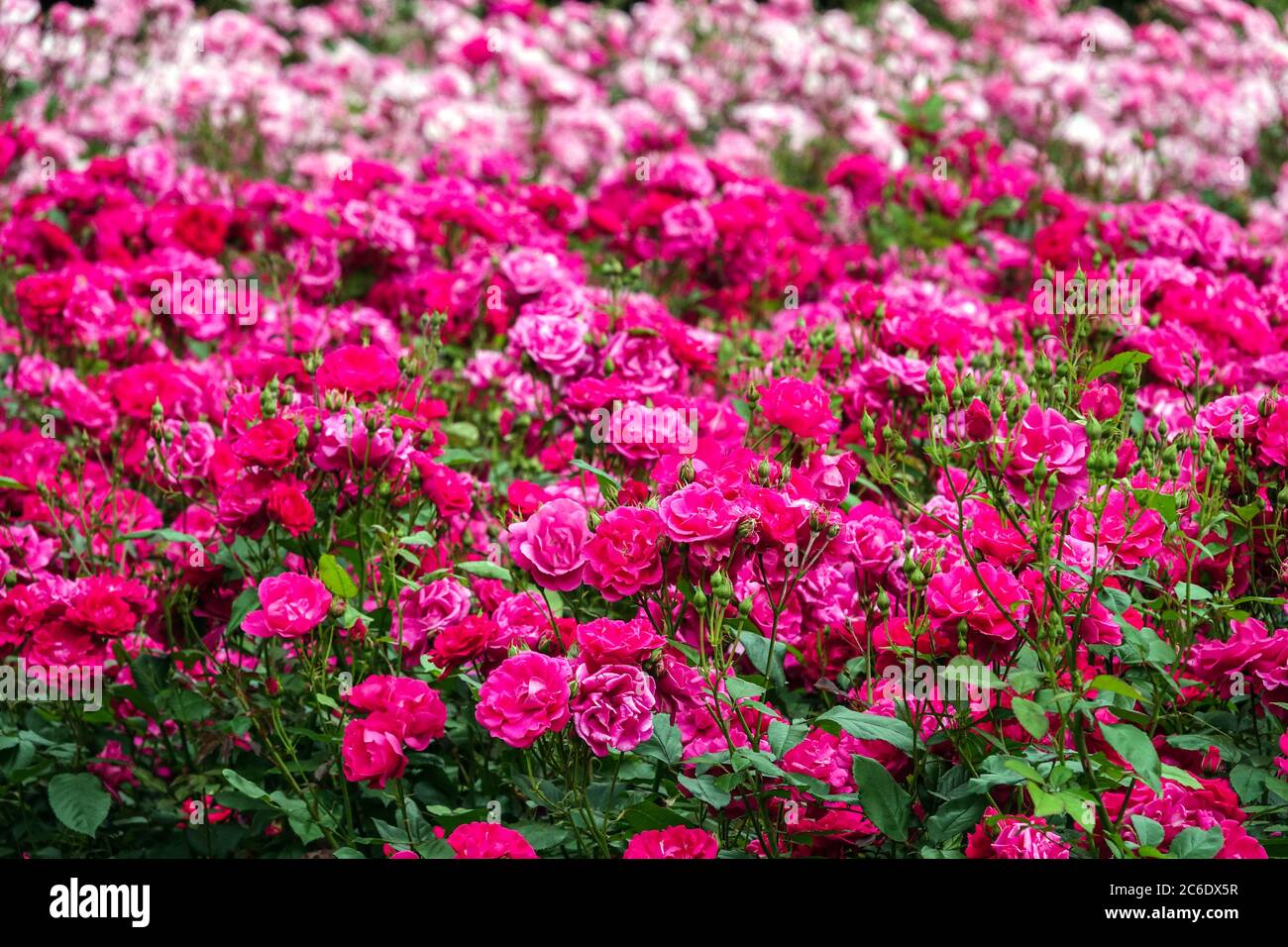 Mixed colour roses hi-res stock photography and images - Alamy