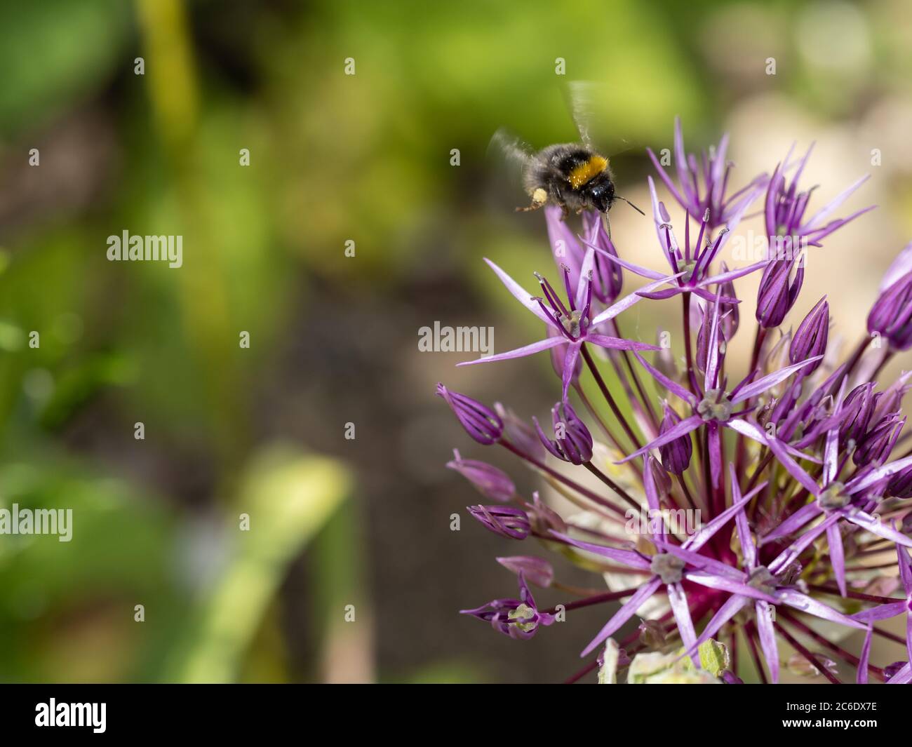 Bee Hovering Over a Allium Flower Head Stock Photo - Alamy