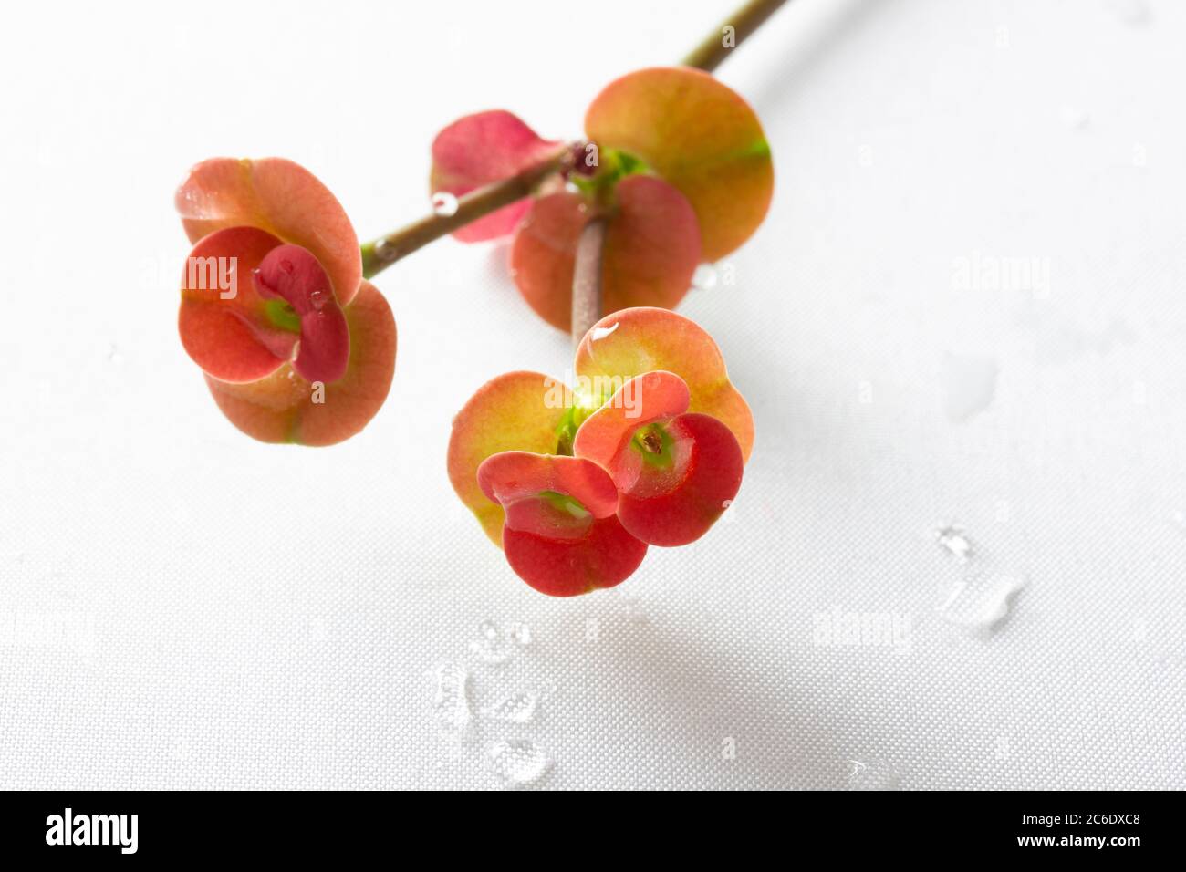 By crown wallpaper gift hi-res stock photography and images - Alamy