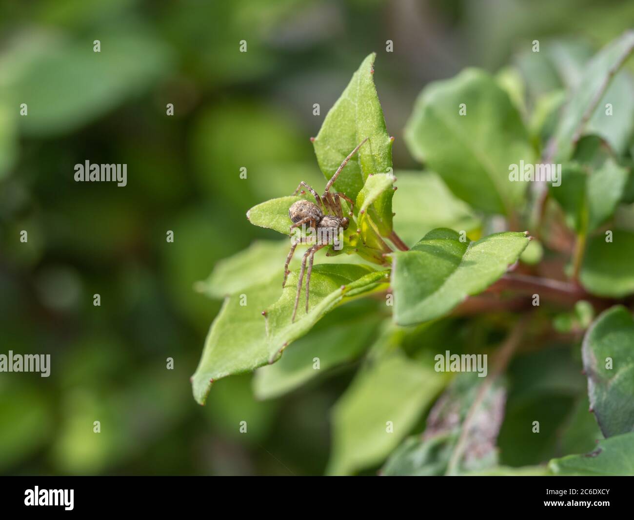 Spider hiding on a fuchia leaf Stock Photo - Alamy