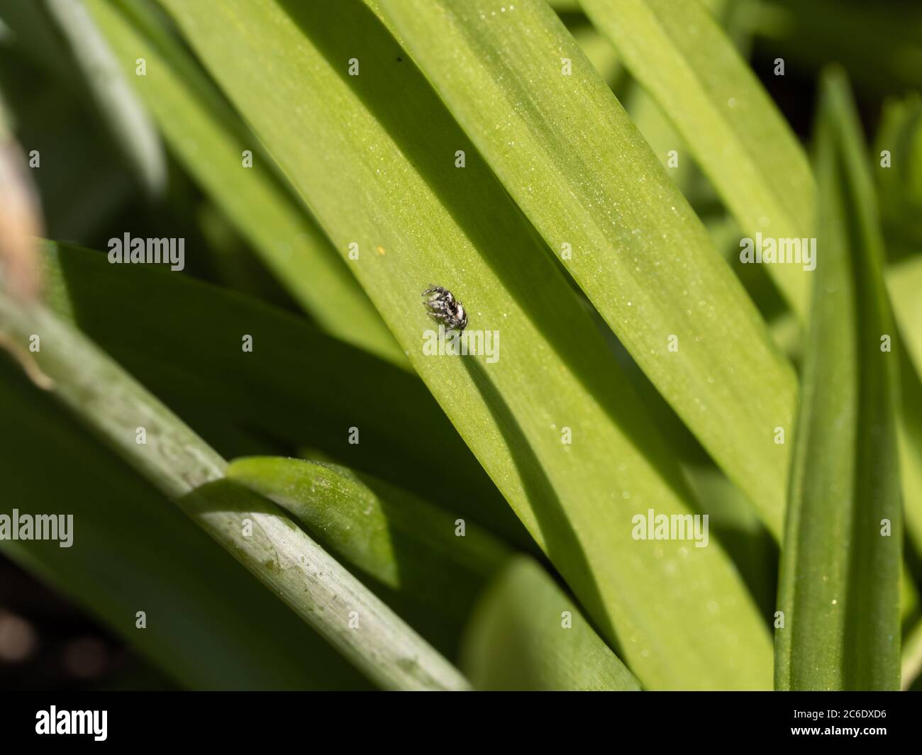 Zebra spider uk hi-res stock photography and images - Alamy