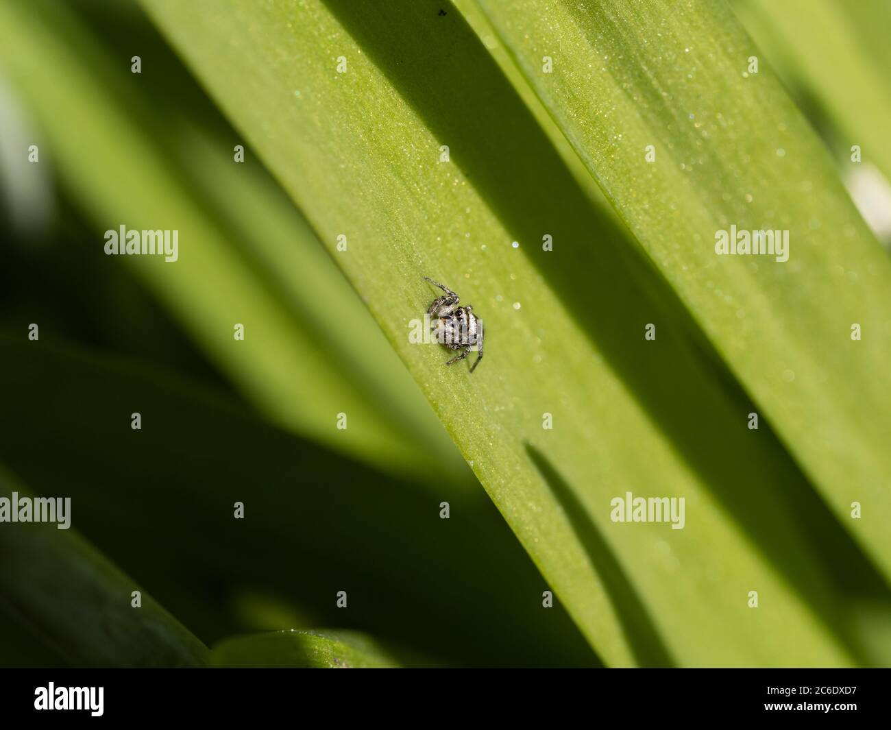 Zebra Jumping Spider, Salticus scenicus Stock Photo - Alamy