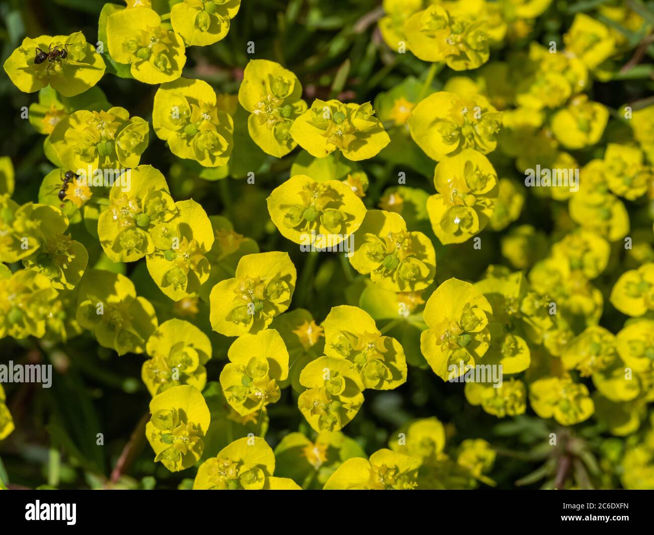Yellow sedum hi-res stock photography and images - Alamy