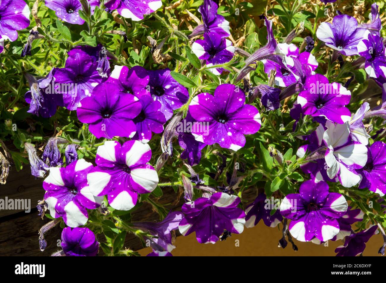 Blooming little purple flowers hi-res stock photography and images - Alamy