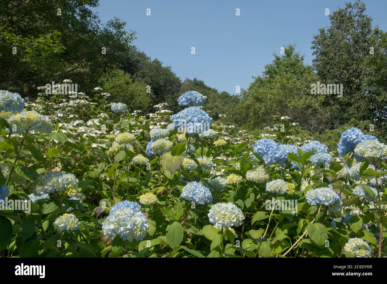 Summer Flowering Blue Lace Cap Hydrangea Shrub (Hydrangea serrata ...