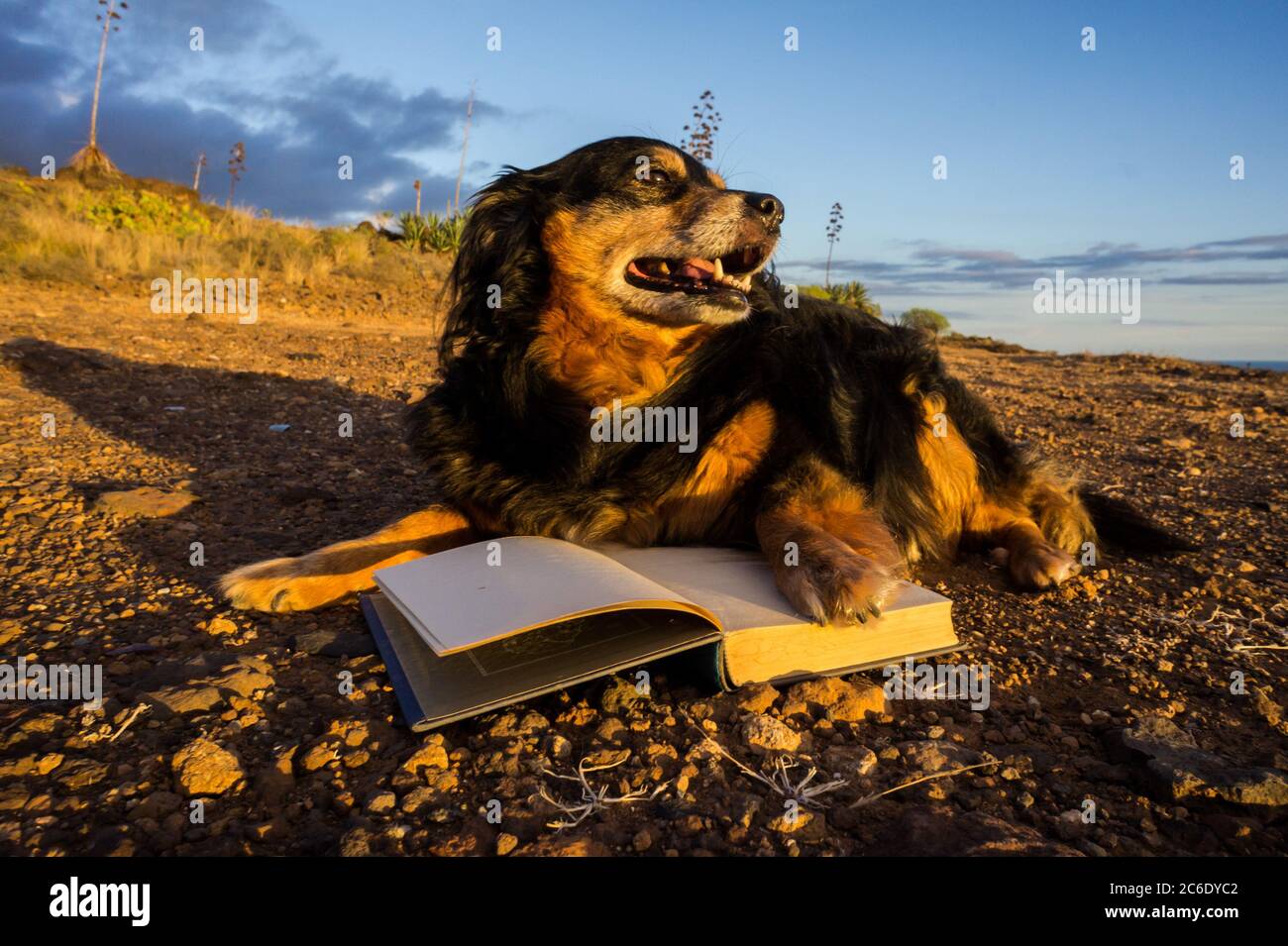 One intelligent Black Dog Reading a Book on a White Background Stock ...