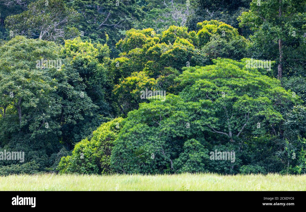 Landscape of green trees and bushes growing inside tropical rainforest ...