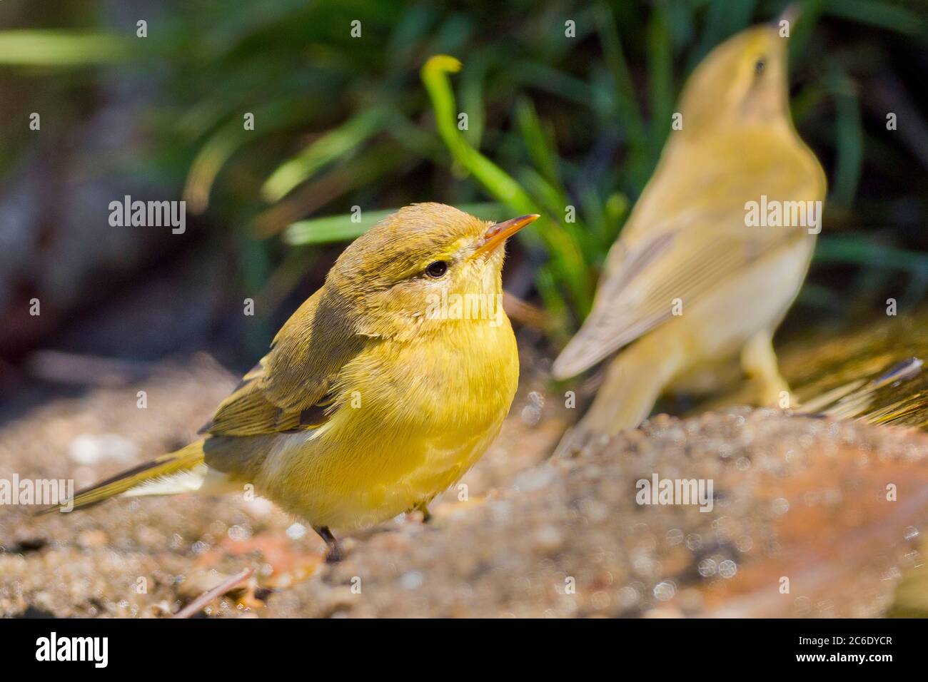 Willow Warbler, Phylloscopus trochilus, Forest Pond, Spanish Forest ...