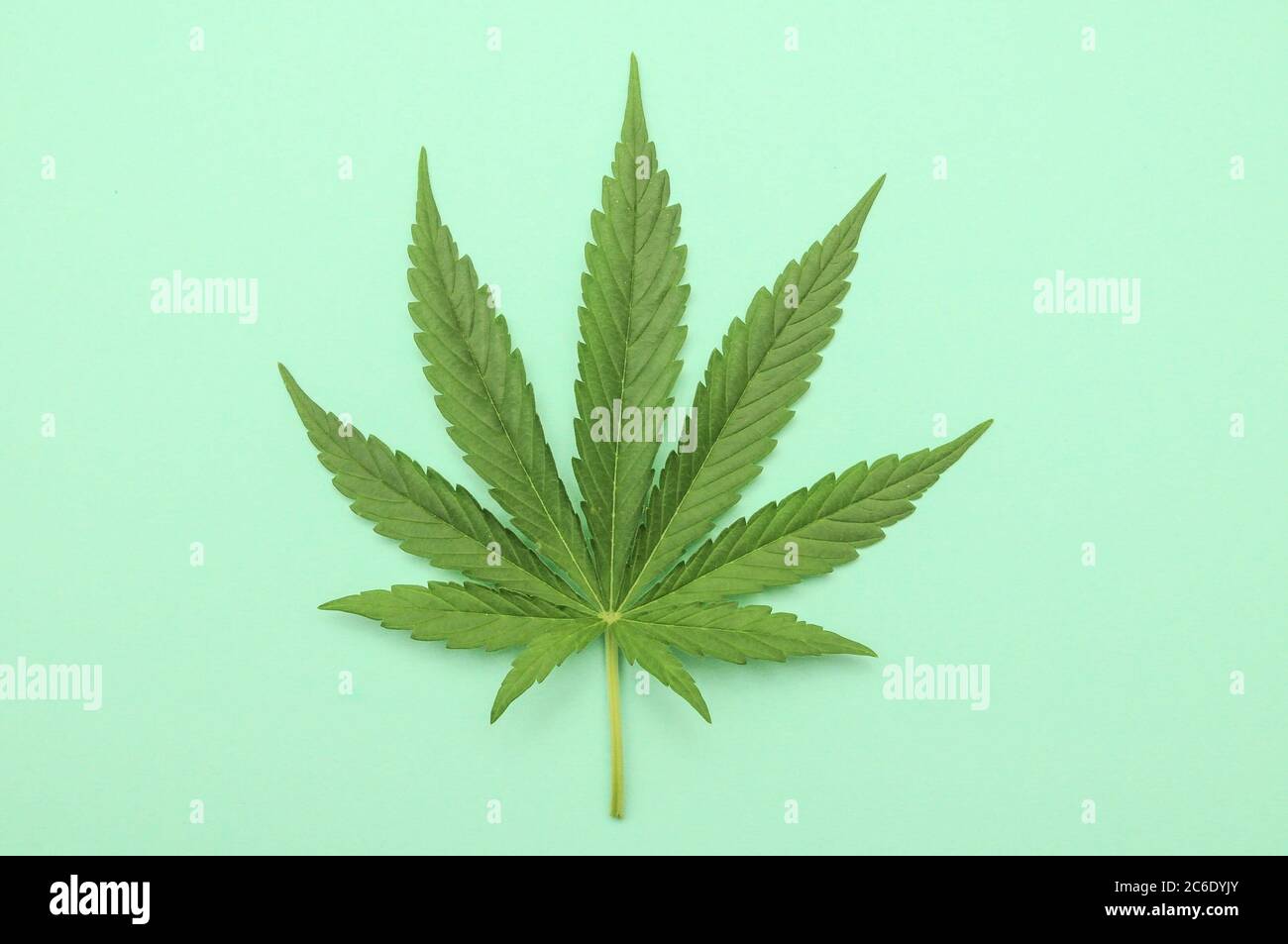 Green Fresh Marijuana Leaf with Seven Tips Stock Photo - Alamy