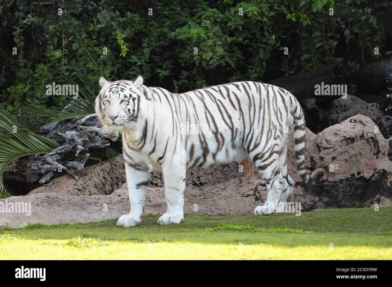 Rare Black and White Striped Adult Tiger Stock Photo - Alamy
