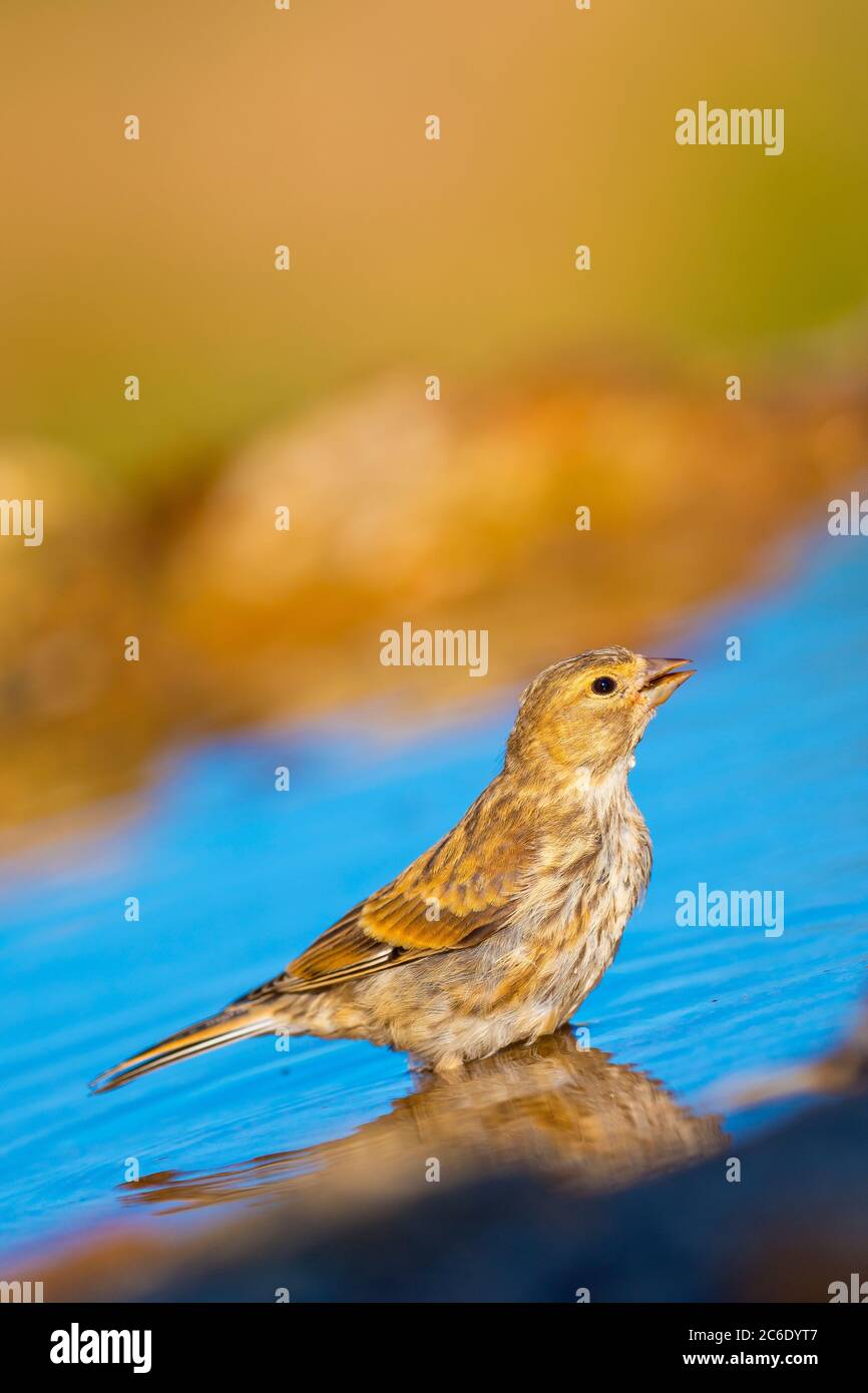 Female Serin High Resolution Stock Photography and Images - Alamy