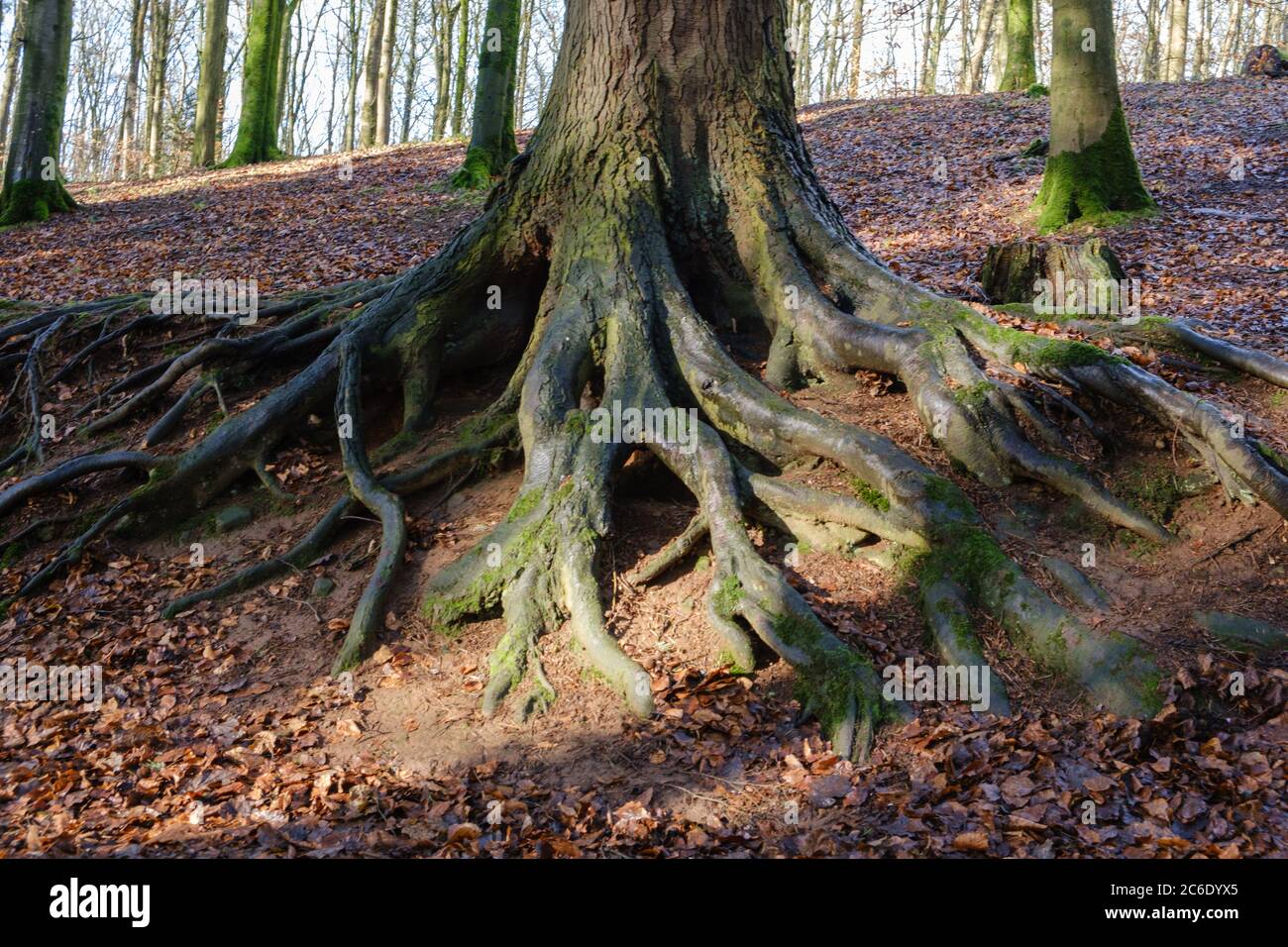 Soil erosion revealing uncovered tree roots on large tree in ...