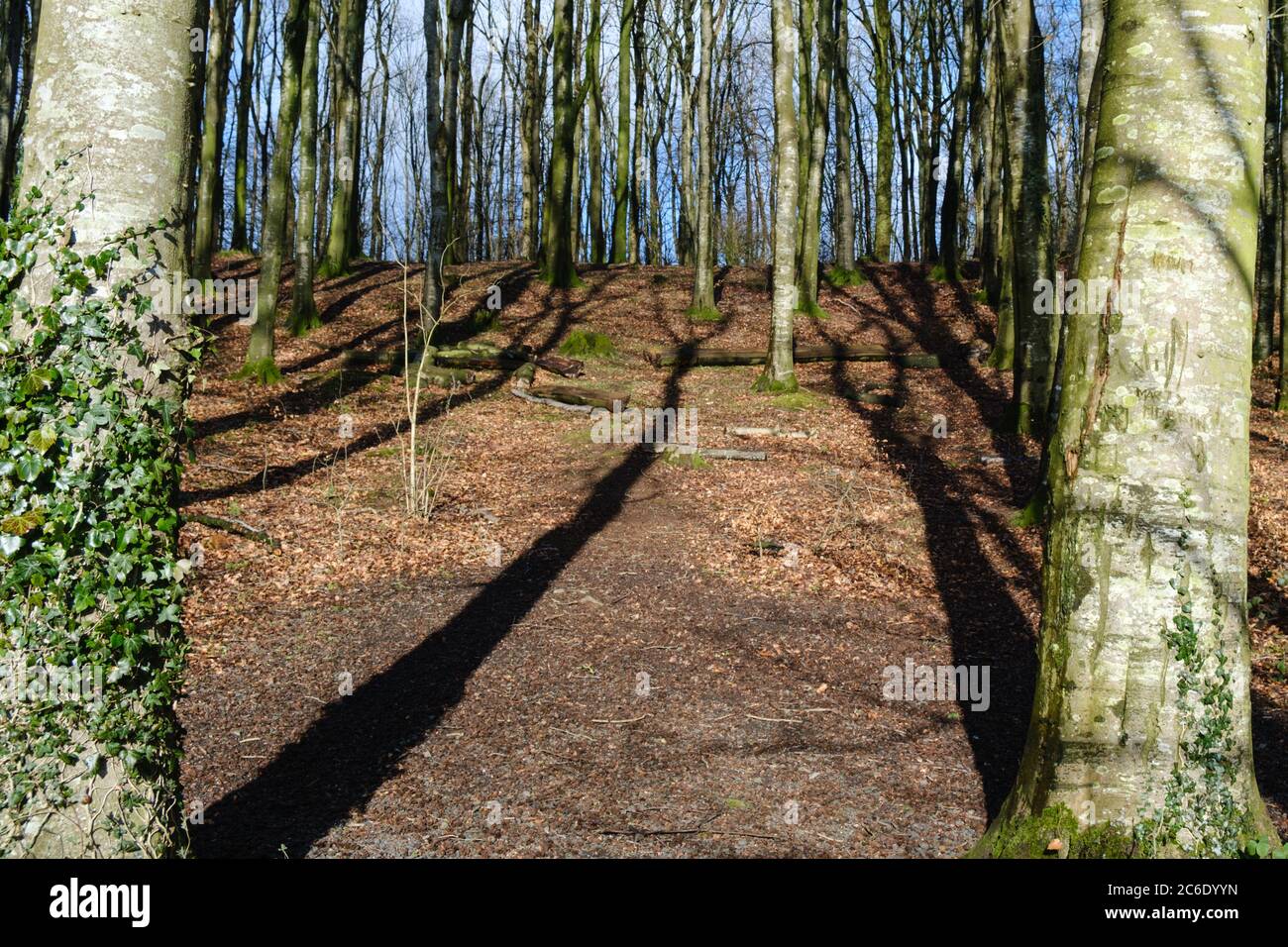 Long dark shadows cast by trees in Portglenone Forest in Co. Antrim ...