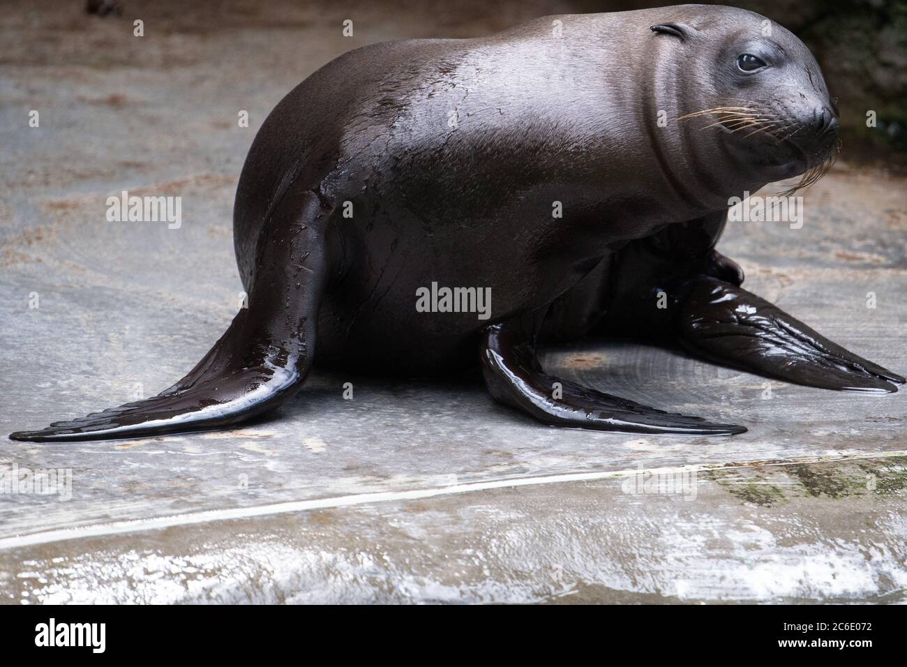 Zoo cologne lion hi-res stock photography and images - Alamy