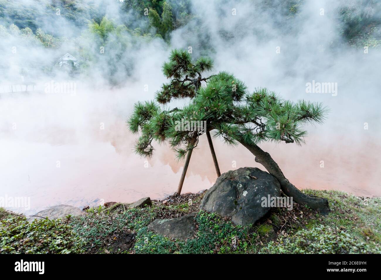 Pine near hot spring (Jigoku), multi-colored volcanic pool of boiling ...