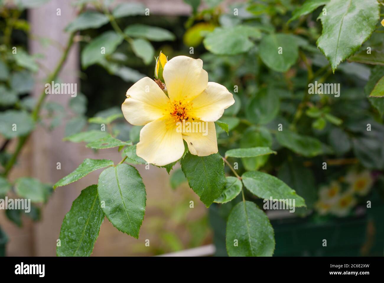 British Rose Gardens - A view of Rosa - Tottering by Gently (Auscartoon ...